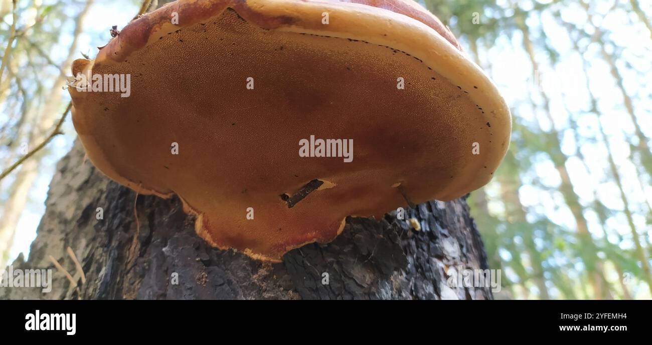 Red-banded Polypore (Fomitopsis pinicola Stock Photo - Alamy