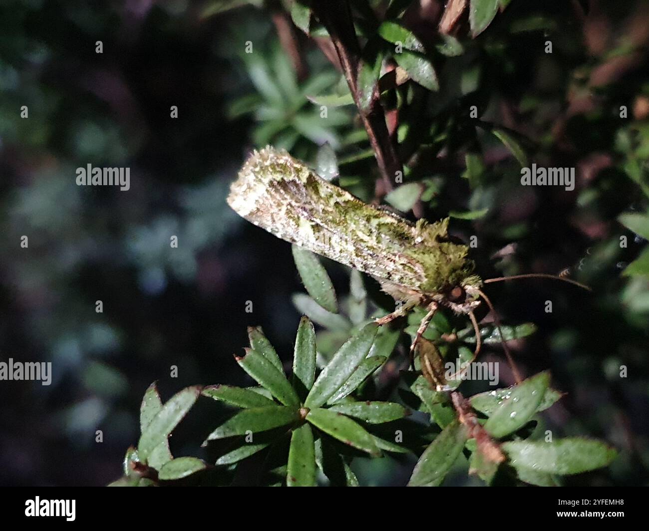 Mahoe stripper moth hi-res stock photography and images - Alamy