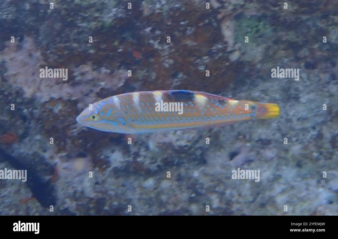 Puddingwife Wrasse (Halichoeres radiatus Stock Photo - Alamy