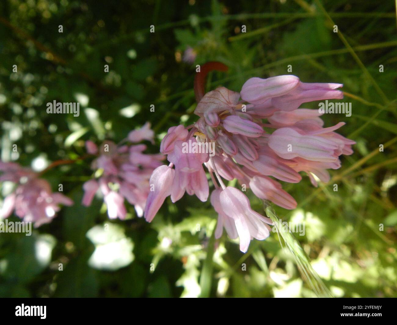 twining snakelily (Dichelostemma volubile Stock Photo - Alamy