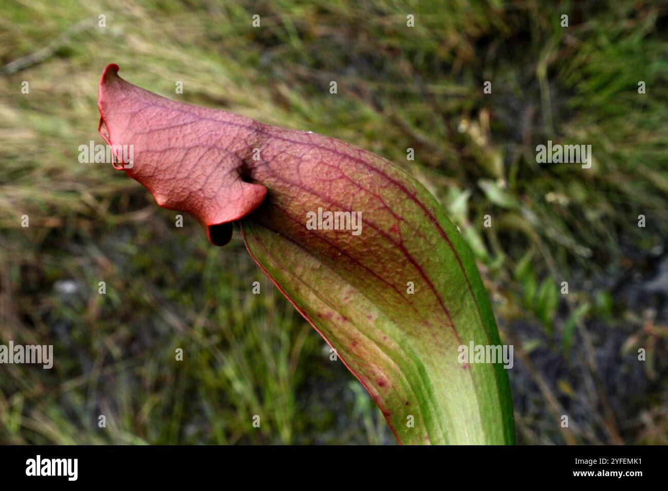 purple pitcher plant (Sarracenia purpurea Stock Photo - Alamy