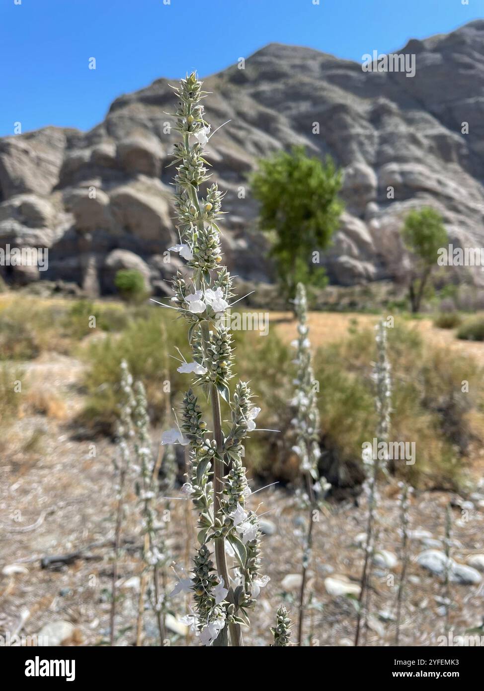 white sage (Salvia apiana Stock Photo - Alamy