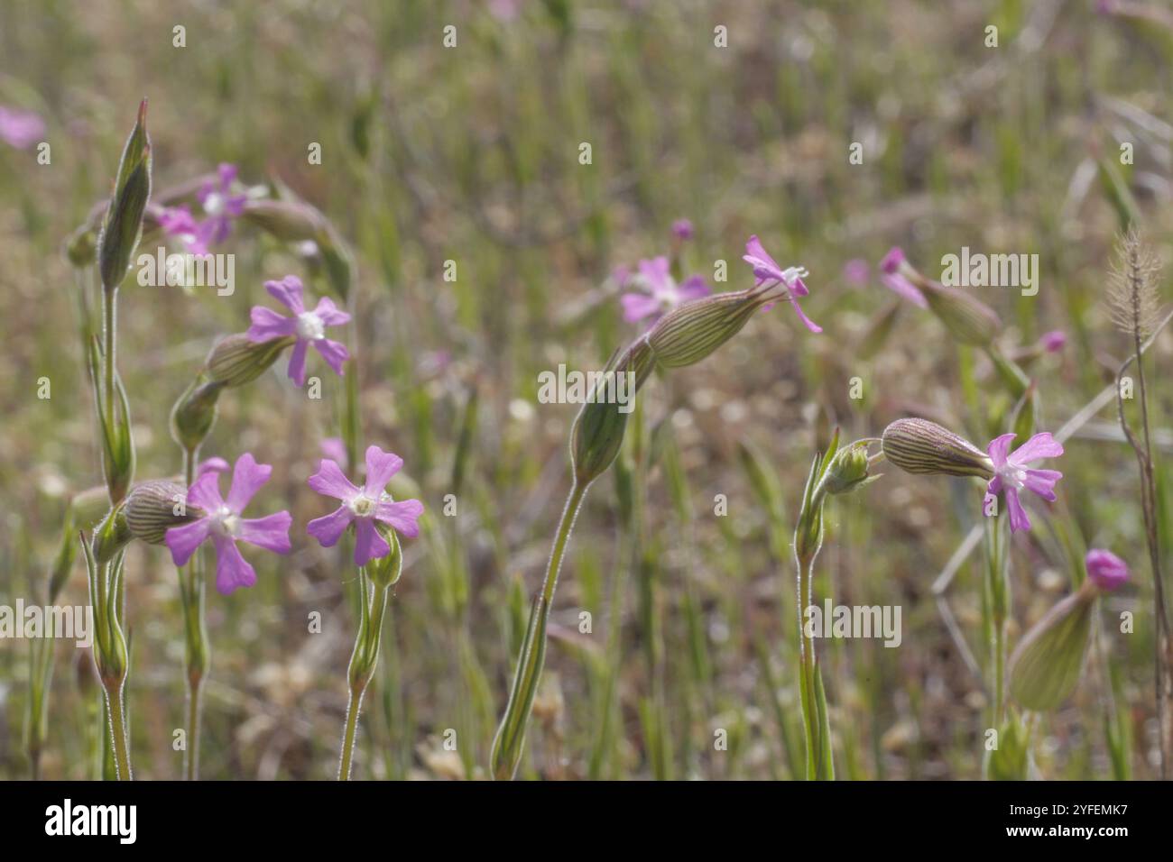 Sand Catchfly (Silene conica Stock Photo - Alamy
