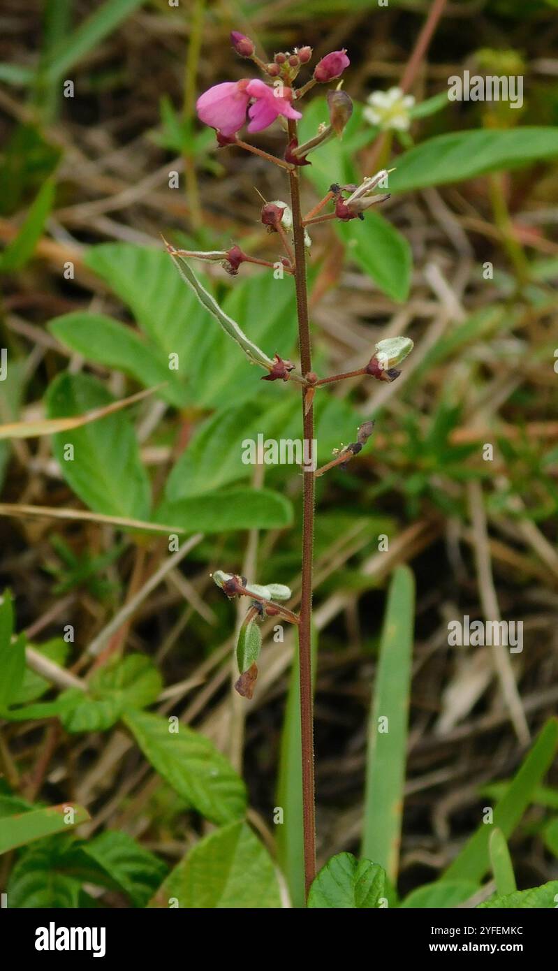 creeping beggarweed (Desmodium incanum Stock Photo - Alamy