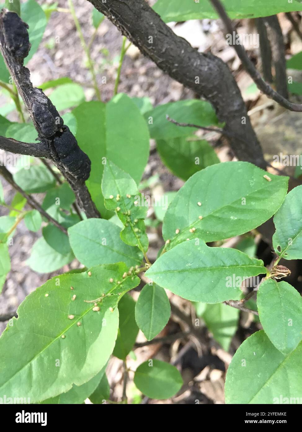 Plum Finger Gall Mite (Eriophyes emarginatae Stock Photo - Alamy