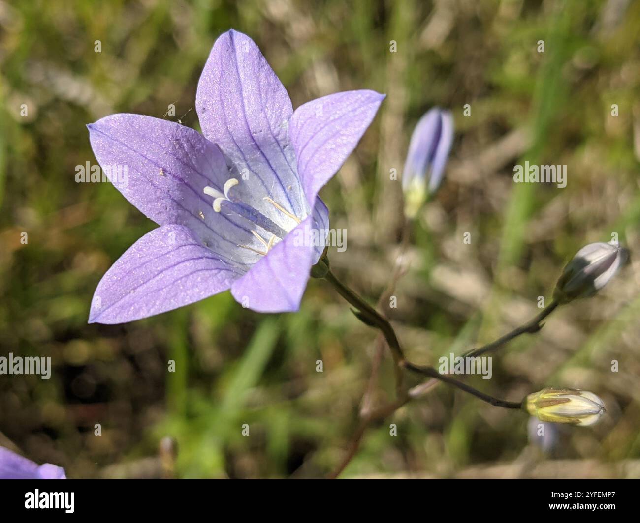 Spreading Bellflower (Campanula patula Stock Photo - Alamy