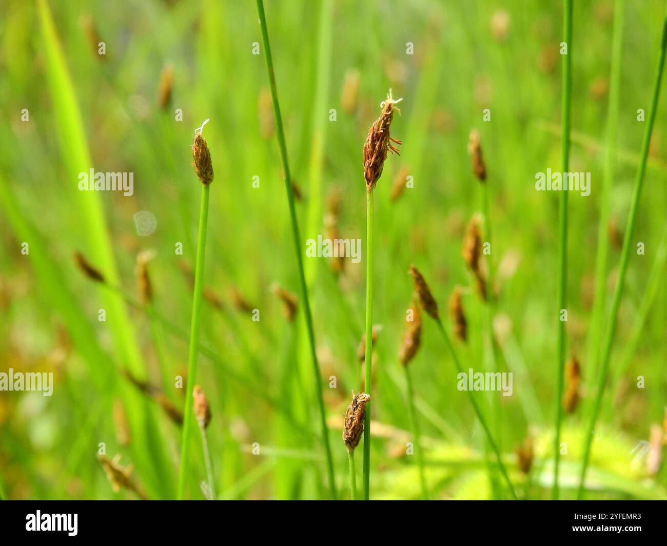 Blunt Spikerush (Eleocharis obtusa Stock Photo - Alamy