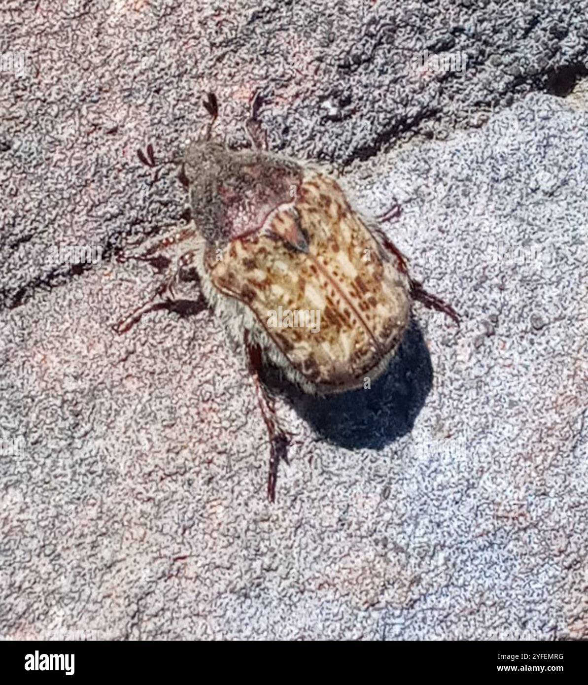 Bumble Flower Beetle (Euphoria inda Stock Photo - Alamy