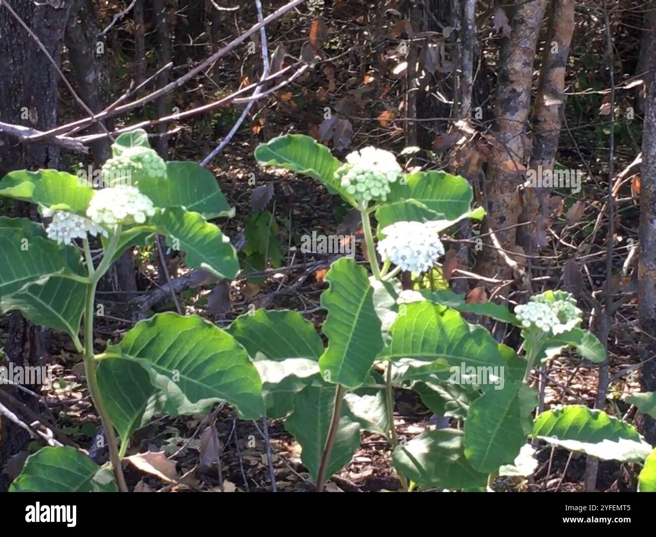 redring milkweed (Asclepias variegata Stock Photo - Alamy