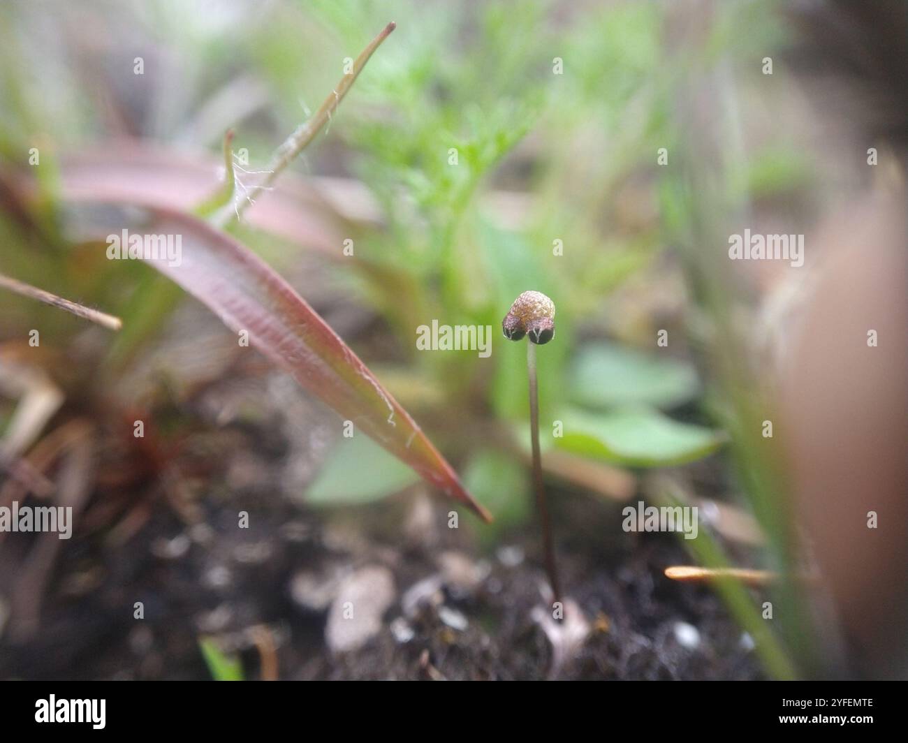 Thin Starwort (Mannia gracilis Stock Photo - Alamy