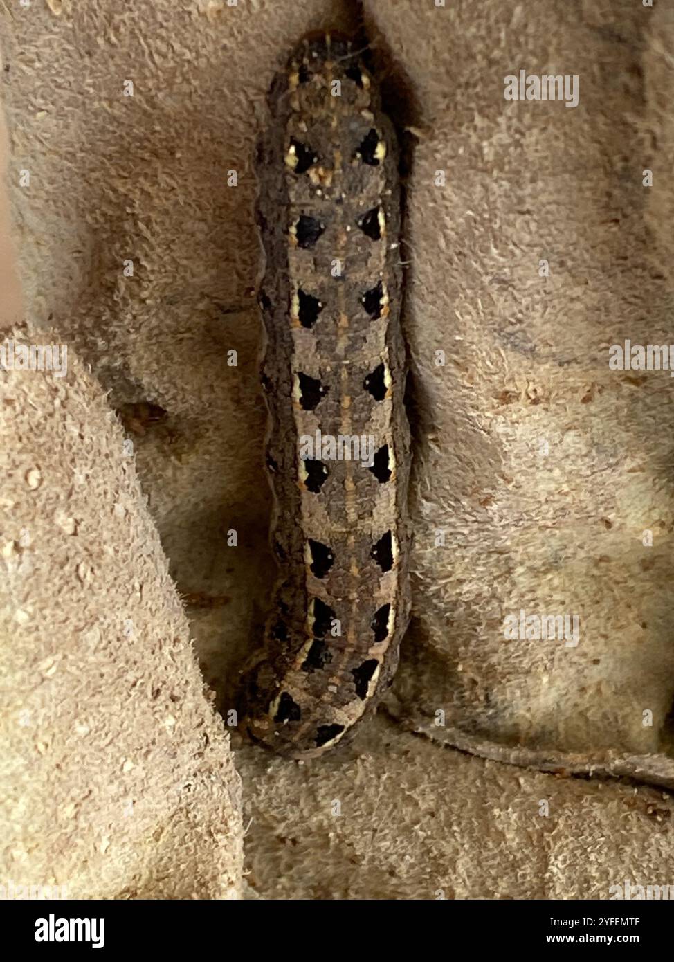 Armyworm Moths (Spodoptera Stock Photo - Alamy