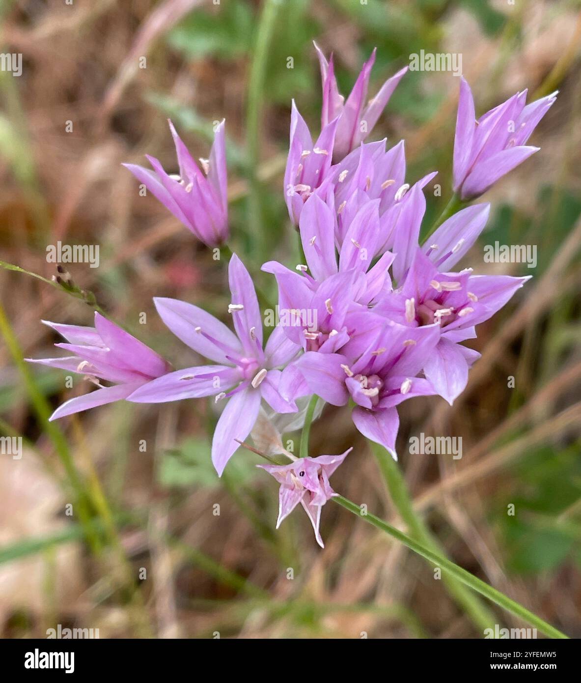 oneleaf onion (Allium unifolium Stock Photo - Alamy