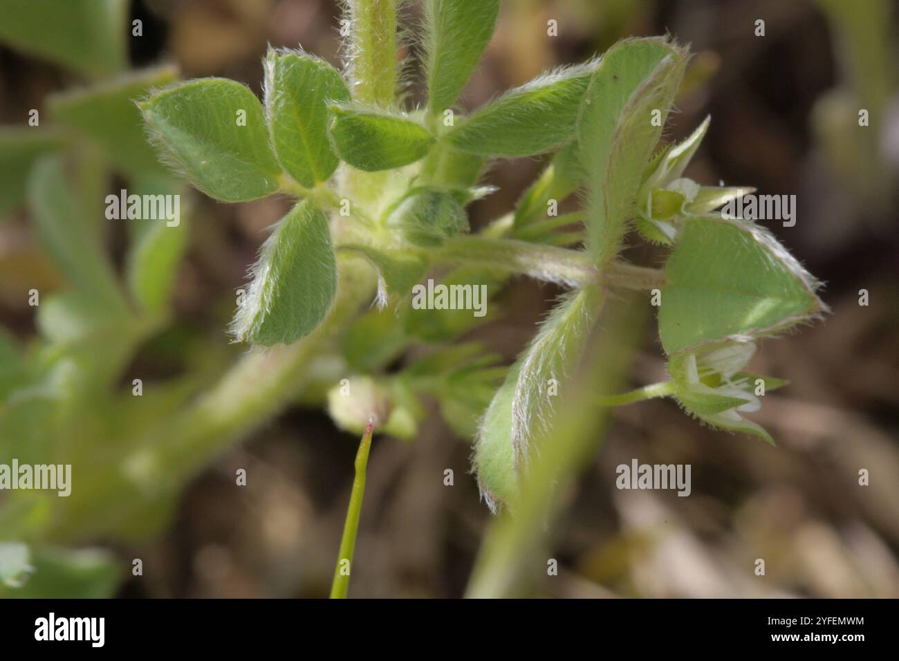 little bur-clover (Medicago minima Stock Photo - Alamy