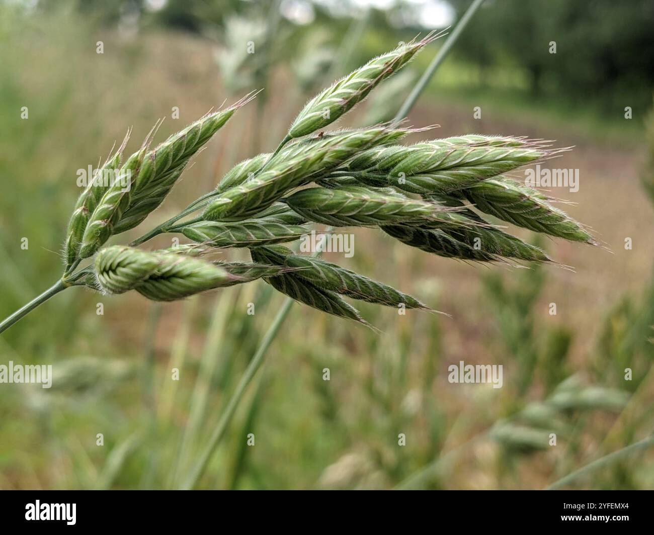 Common soft brome hi-res stock photography and images - Alamy