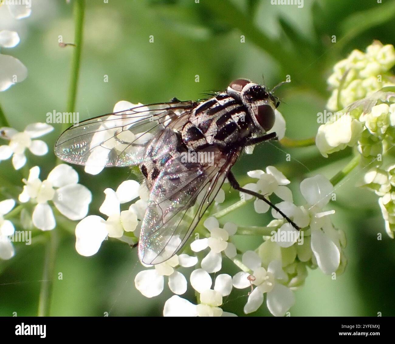 Graphomya maculata hi-res stock photography and images - Alamy
