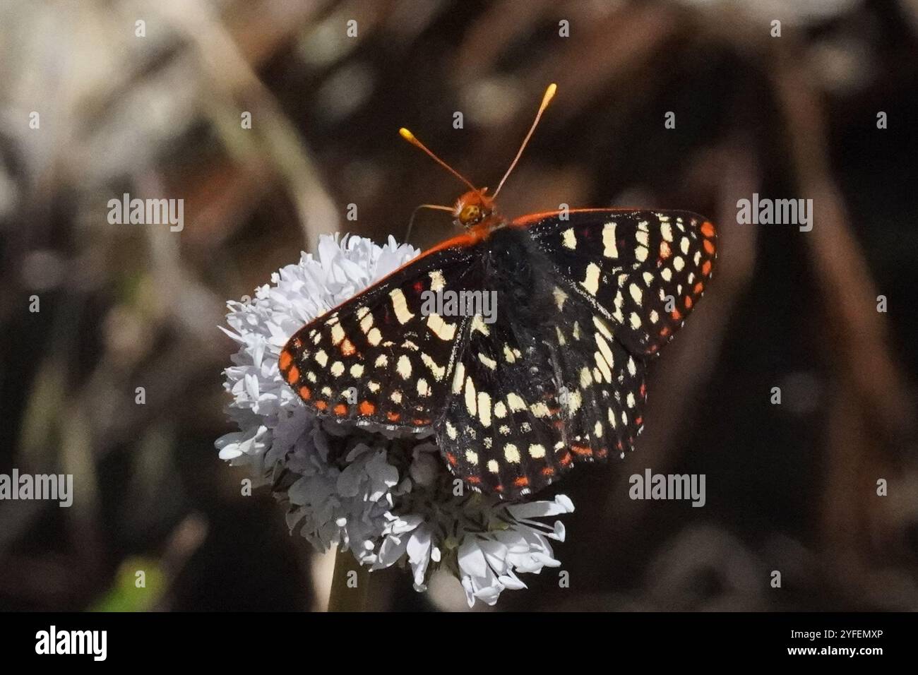 Variable Checkerspot (Euphydryas chalcedona Stock Photo - Alamy