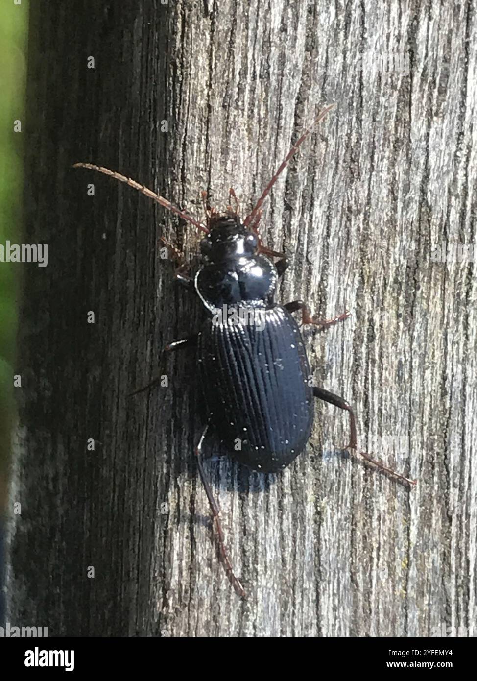European Gazelle Beetle (Nebria brevicollis Stock Photo - Alamy