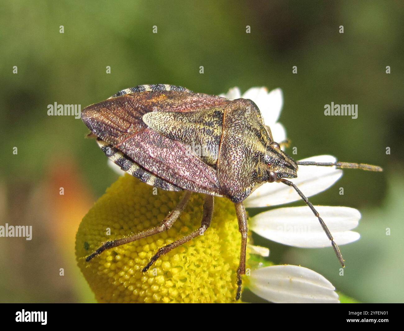 Black-shouldered Shieldbug (Carpocoris purpureipennis Stock Photo - Alamy