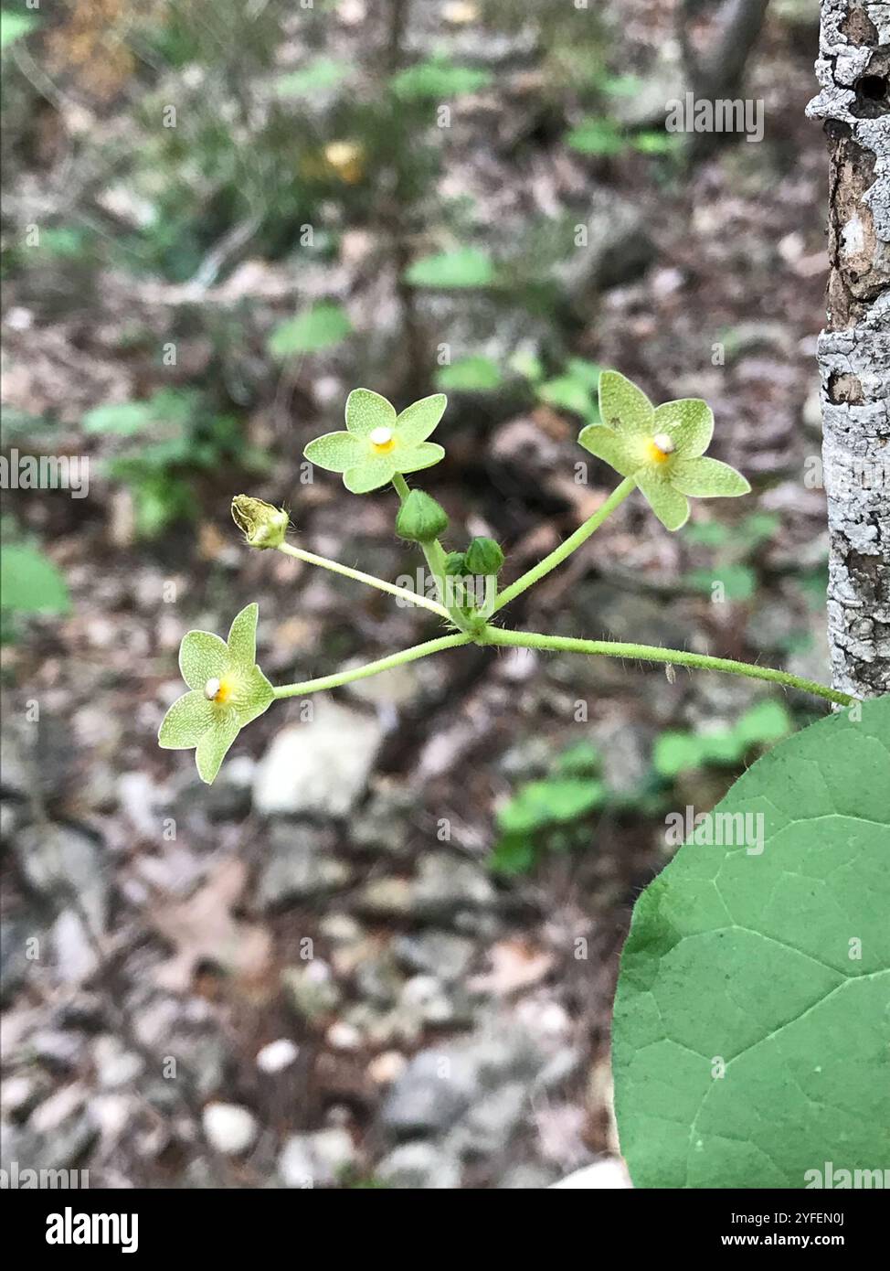 Pearl Milkweed (Matelea reticulata Stock Photo - Alamy