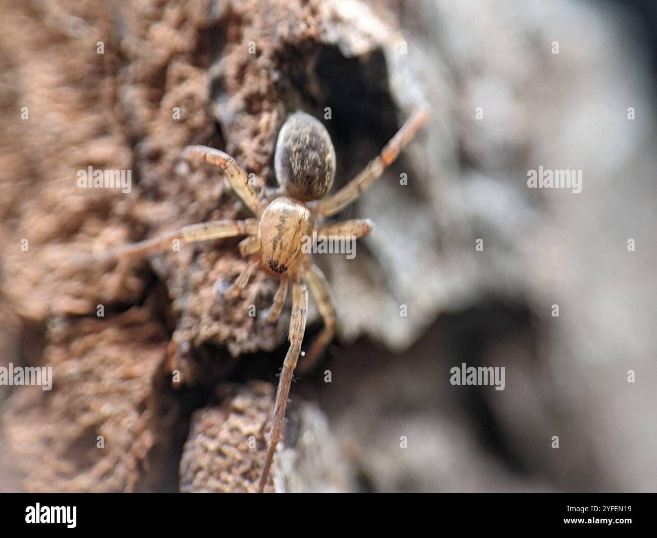 Spiny-legged Sac Spiders (Liocranidae Stock Photo - Alamy