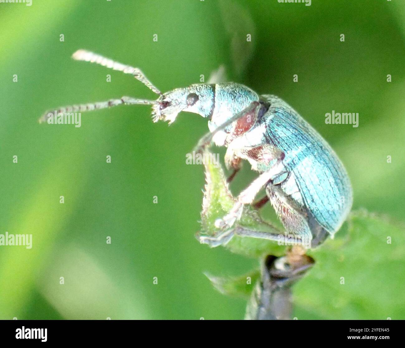 Nettle weevil (Phyllobius pomaceus Stock Photo - Alamy