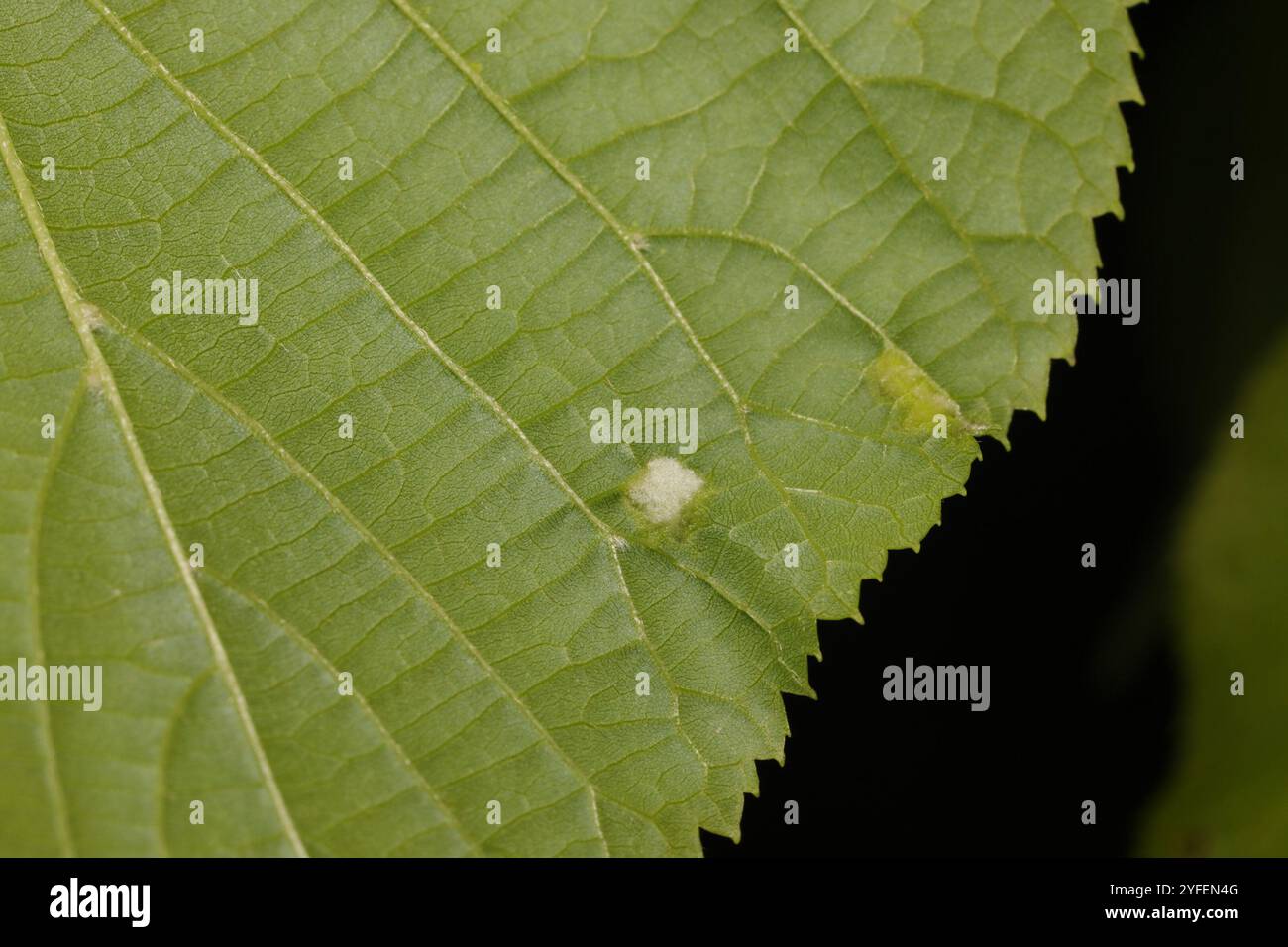 Lime Felt Gall Mite (Eriophyes leiosoma Stock Photo - Alamy