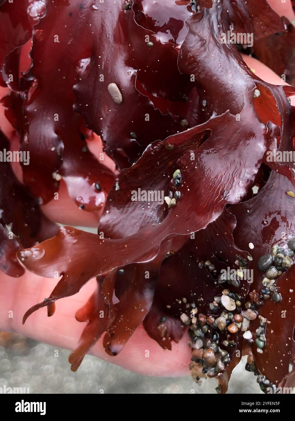 Grape Tongue (Cryptopleura ruprechtiana Stock Photo - Alamy