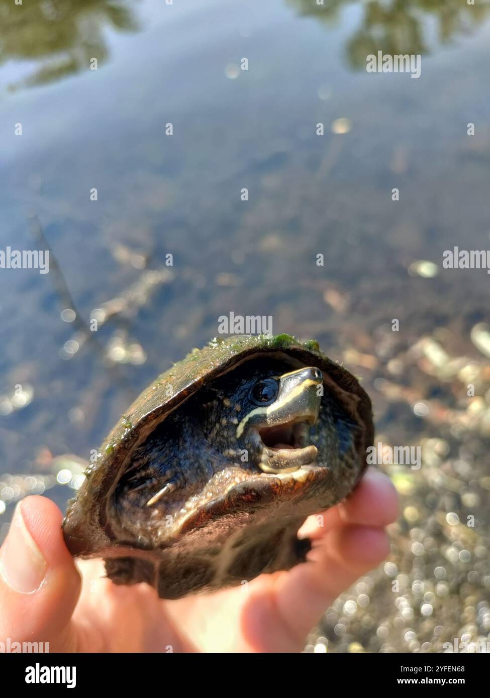 Eastern Musk Turtle (Sternotherus odoratus Stock Photo - Alamy