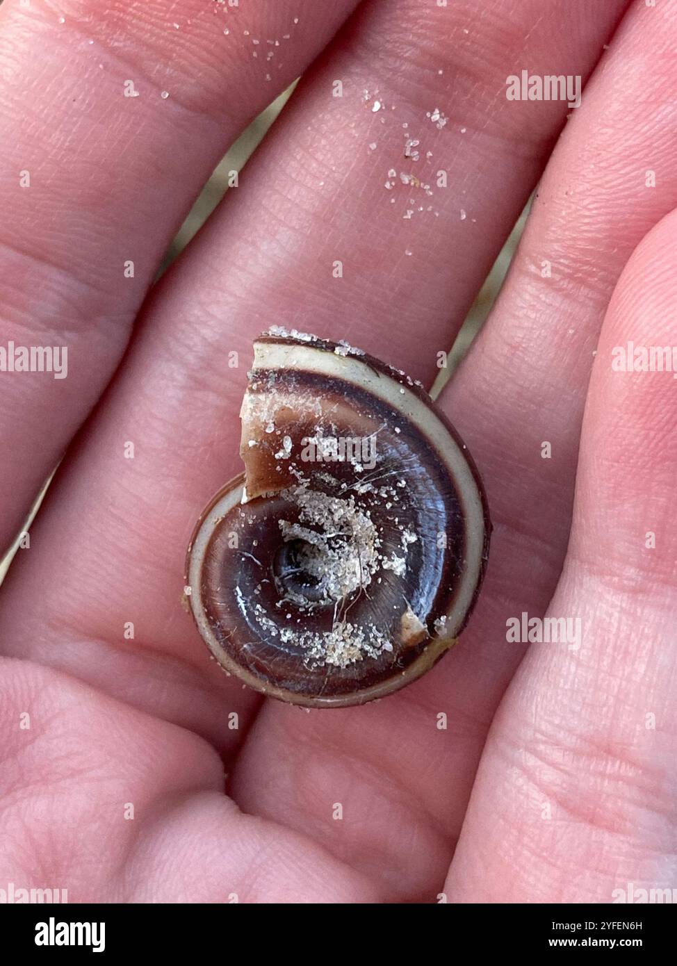 Giant Ramshorn Snail (Marisa cornuarietis Stock Photo - Alamy