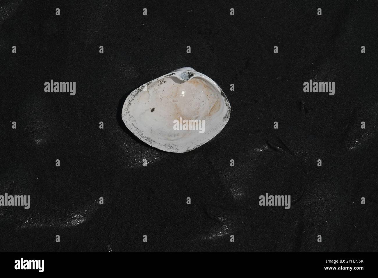 Fat Gaper (Tresus capax Stock Photo - Alamy