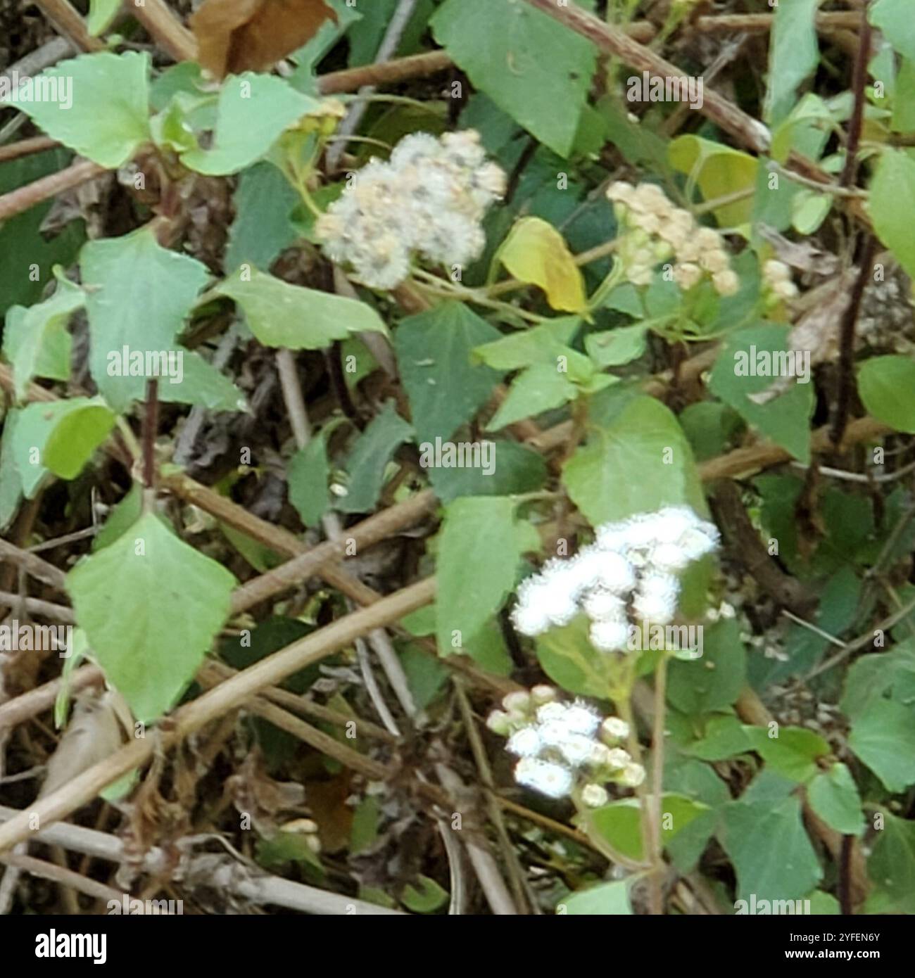 Crofton Weed (Ageratina adenophora Stock Photo - Alamy