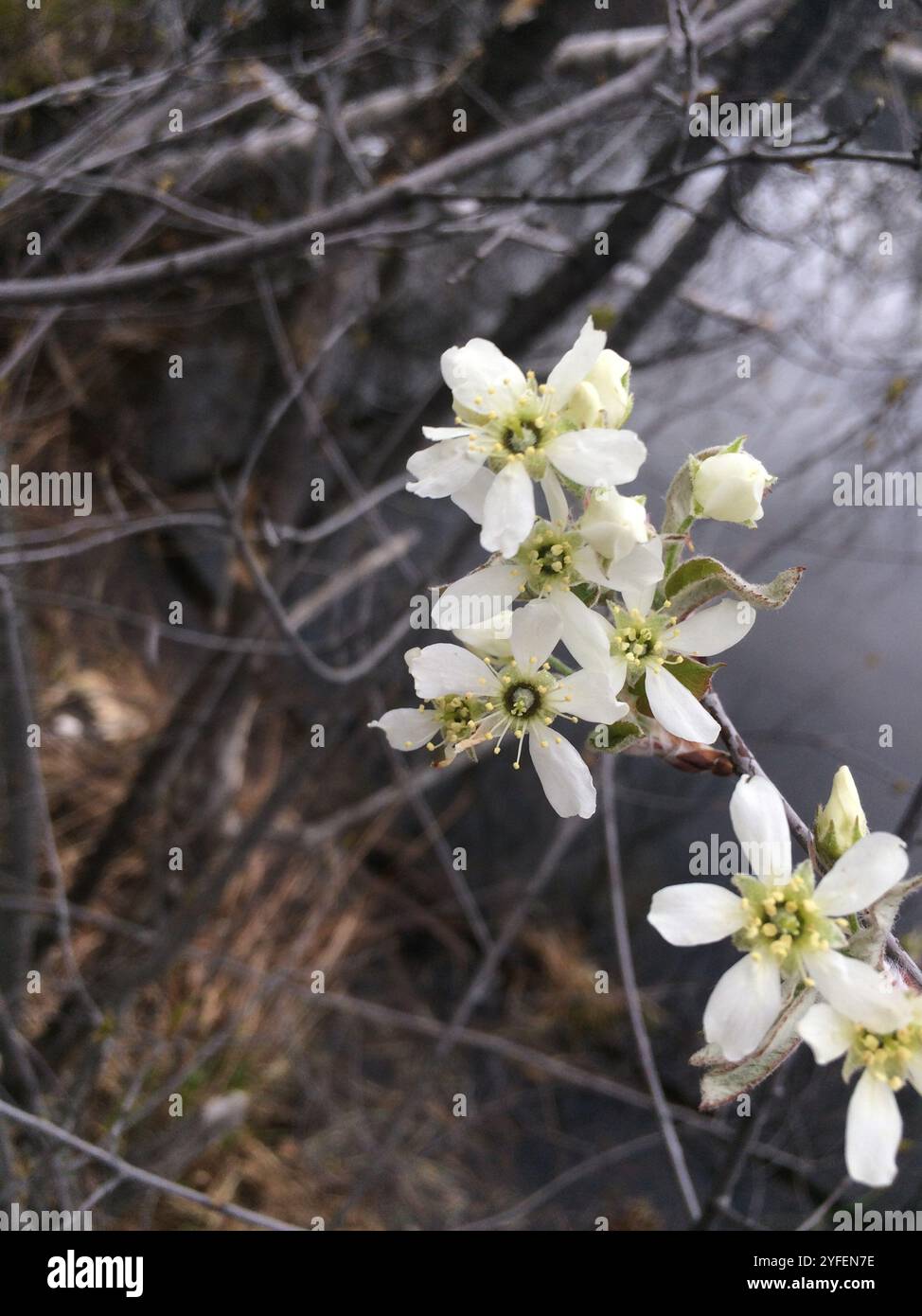 Running Serviceberry (Amelanchier stolonifera Stock Photo - Alamy
