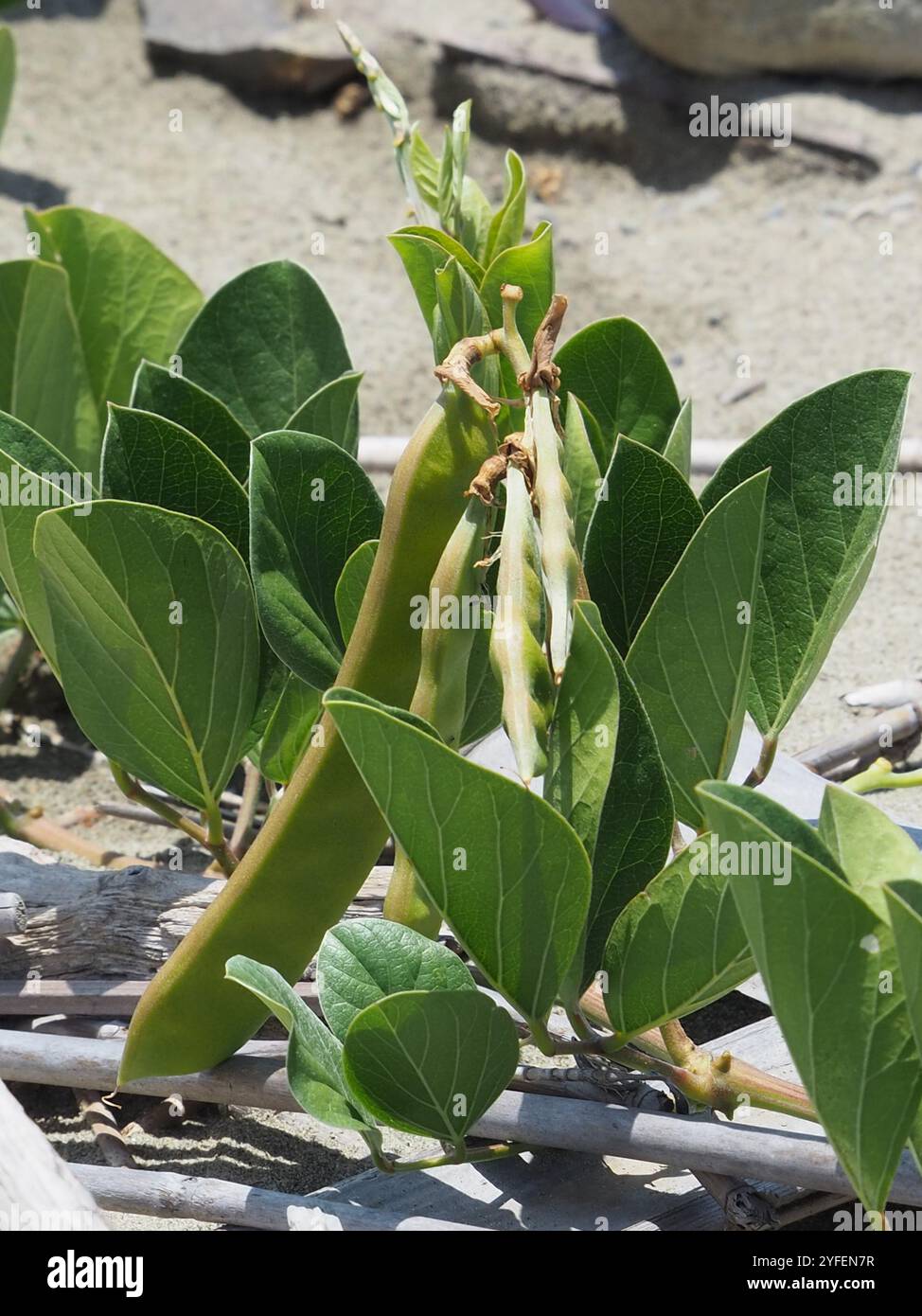 Beach Bean (Canavalia rosea Stock Photo - Alamy