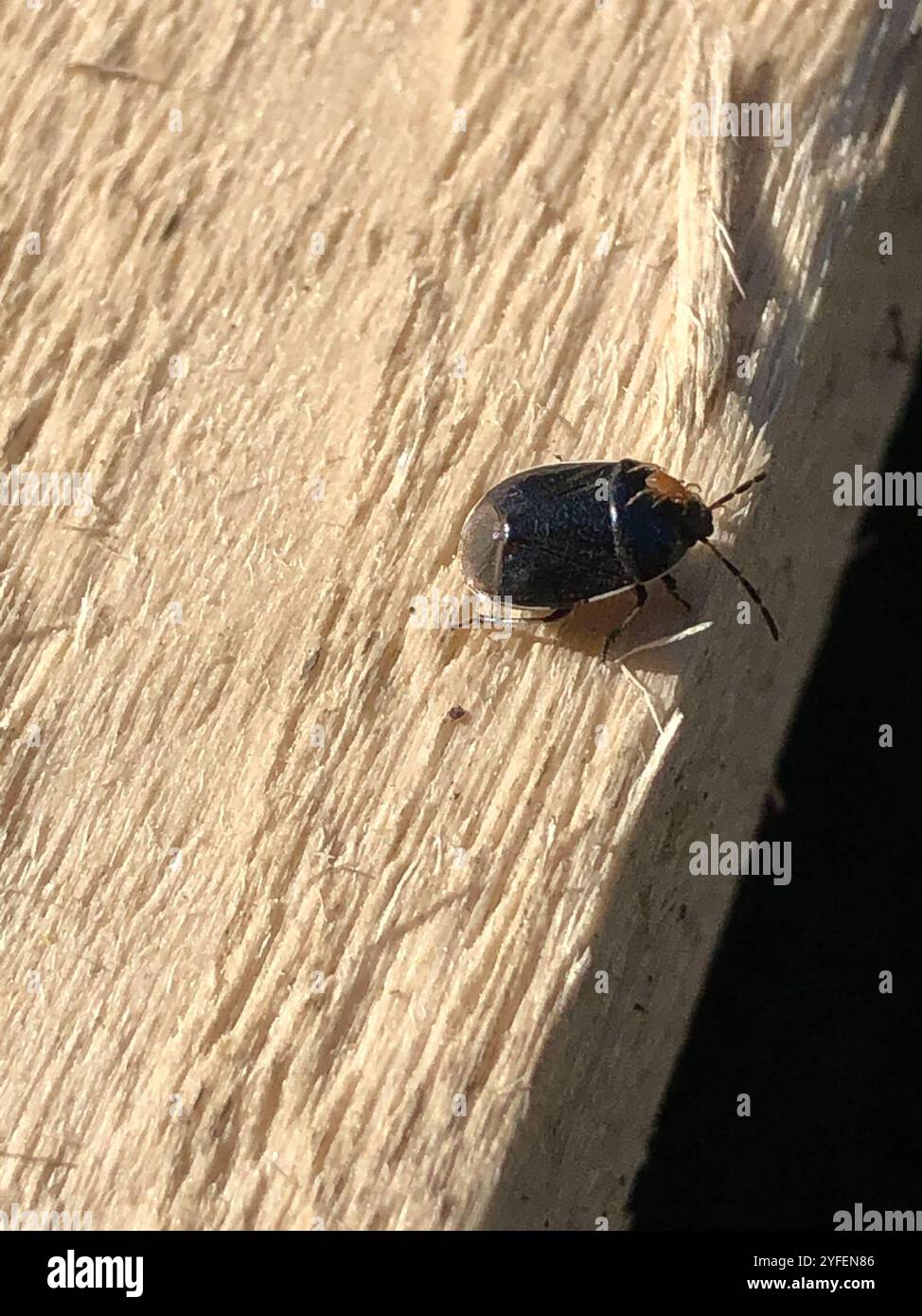 White-margined Burrower Bug (Sehirus cinctus Stock Photo - Alamy