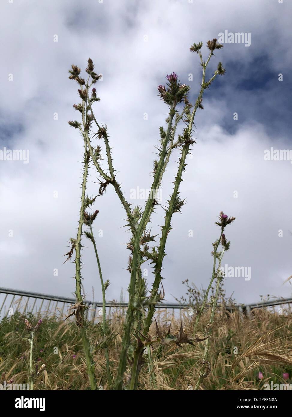 Italian thistle (Carduus pycnocephalus Stock Photo - Alamy