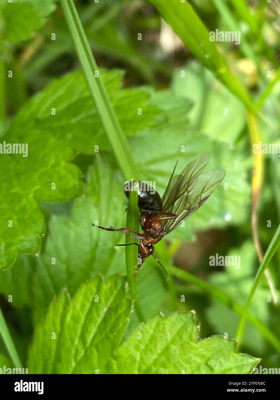 Southern Wood Ant (Formica rufa Stock Photo - Alamy