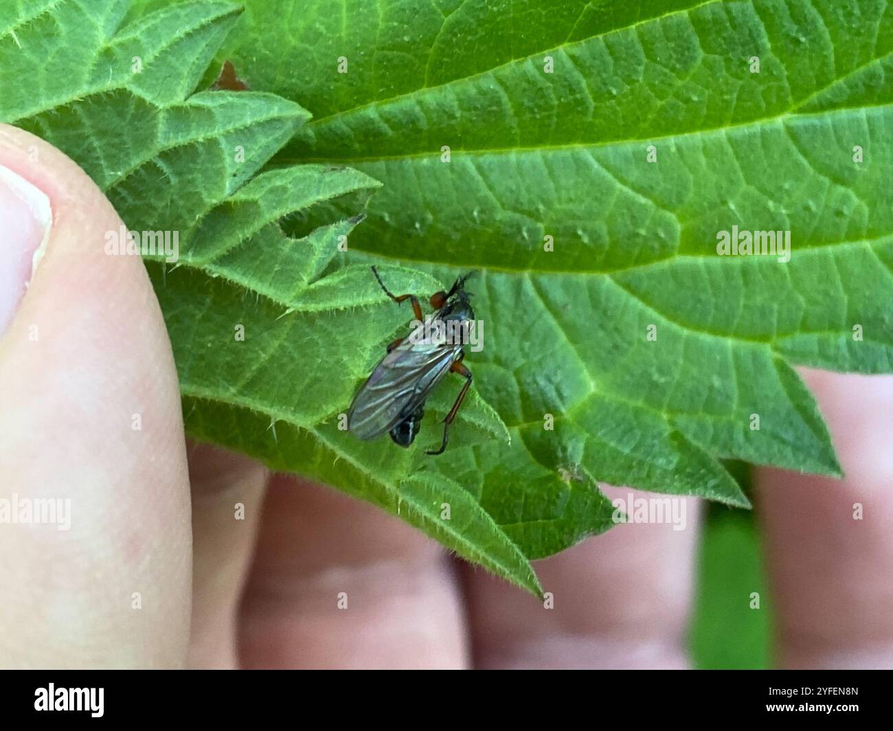 Varipes hi-res stock photography and images - Alamy