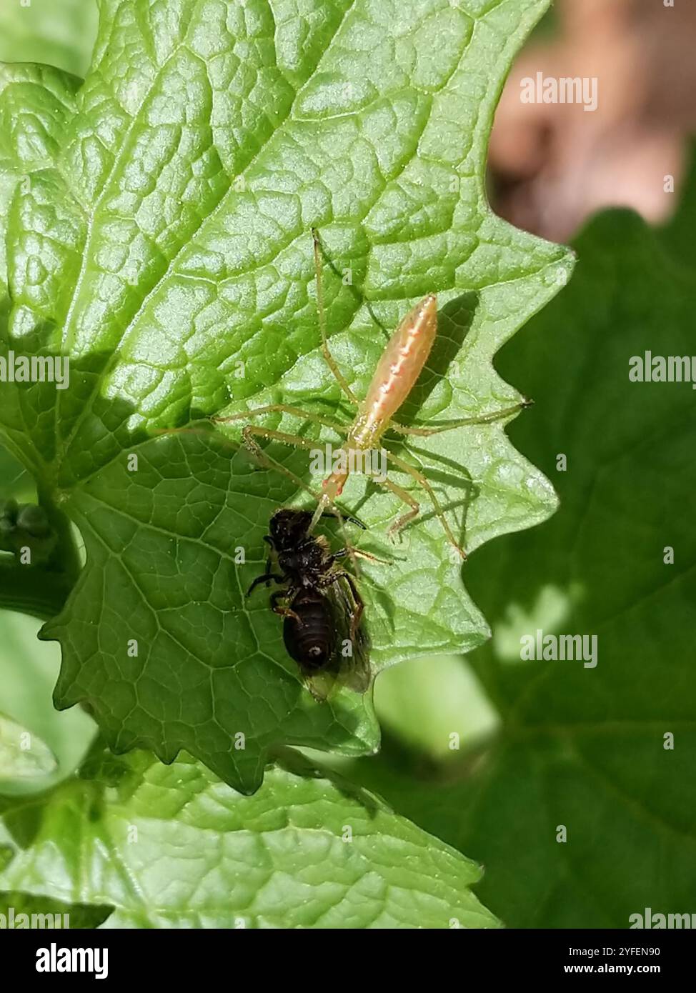 Pale green assassin bug zelus luridus hi-res stock photography and ...