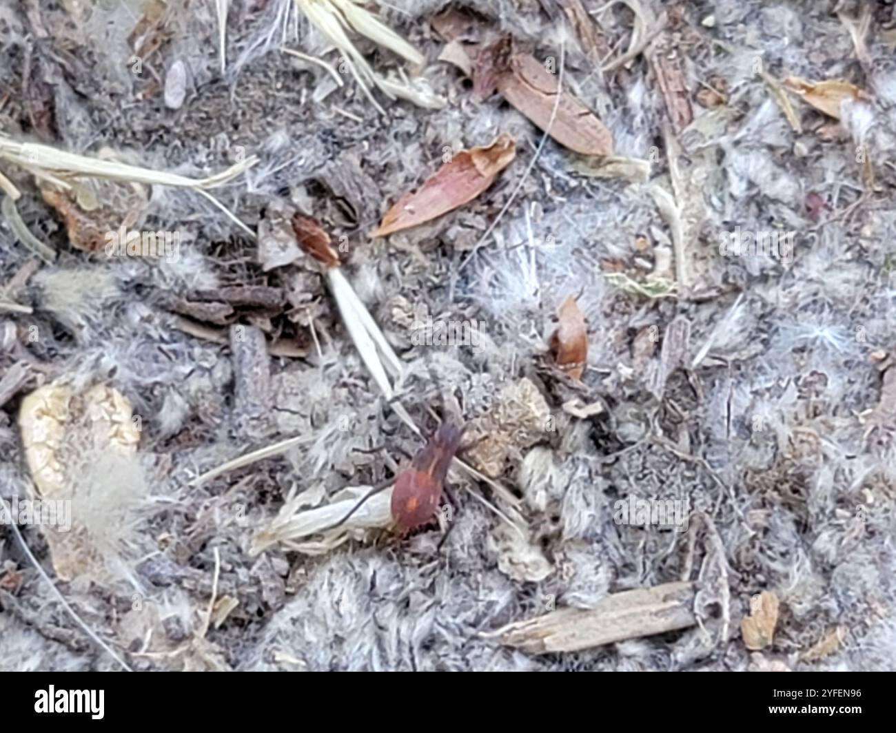 Leaf-footed Bugs and Allies (Coreoidea Stock Photo - Alamy