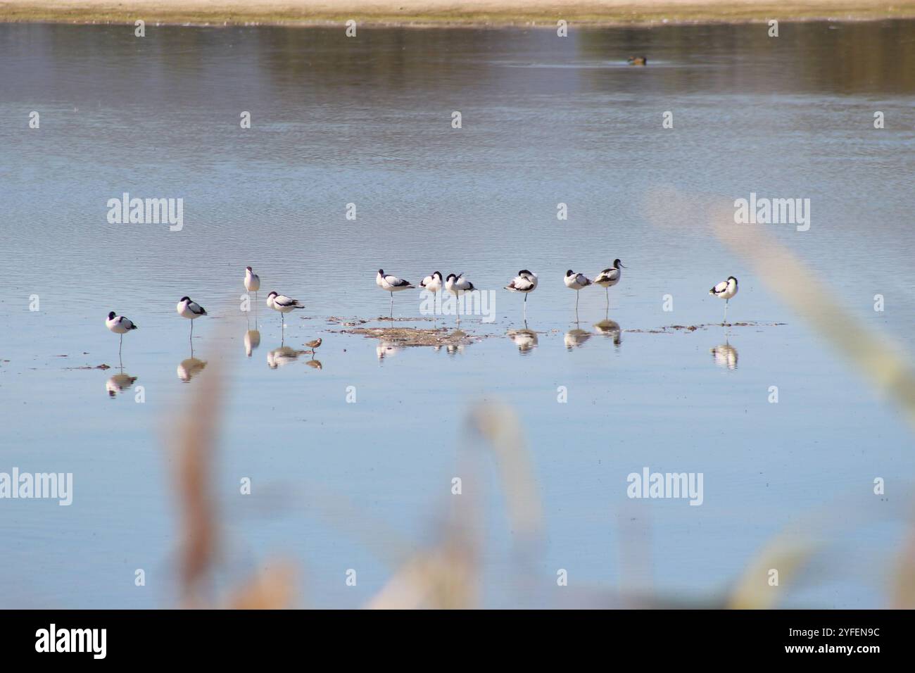 Pied Avocet (Recurvirostra avosetta Stock Photo - Alamy