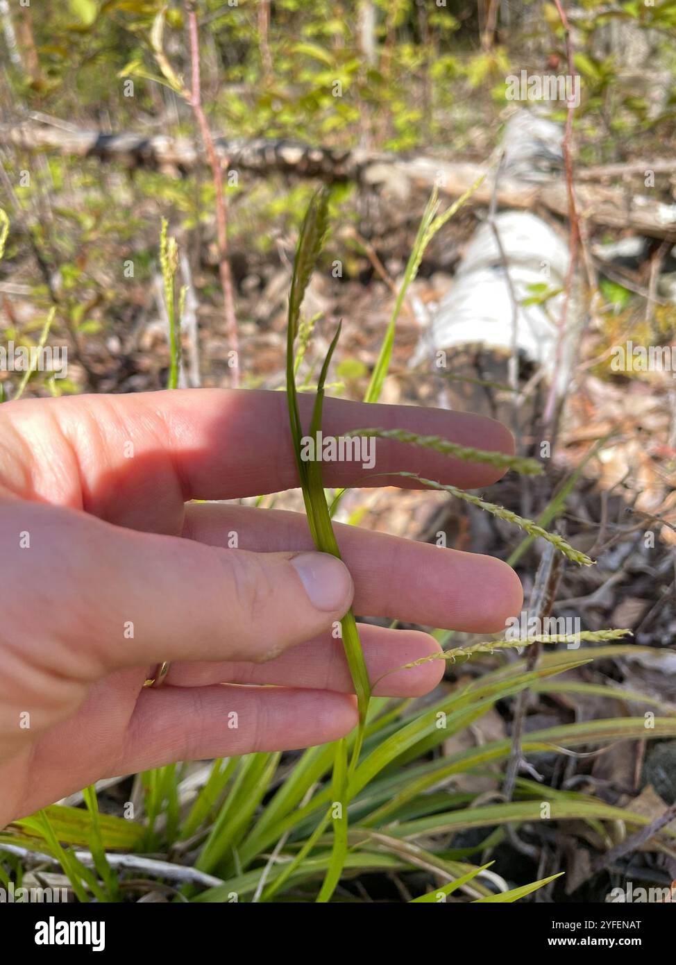 drooping woodland sedge (Carex arctata Stock Photo - Alamy