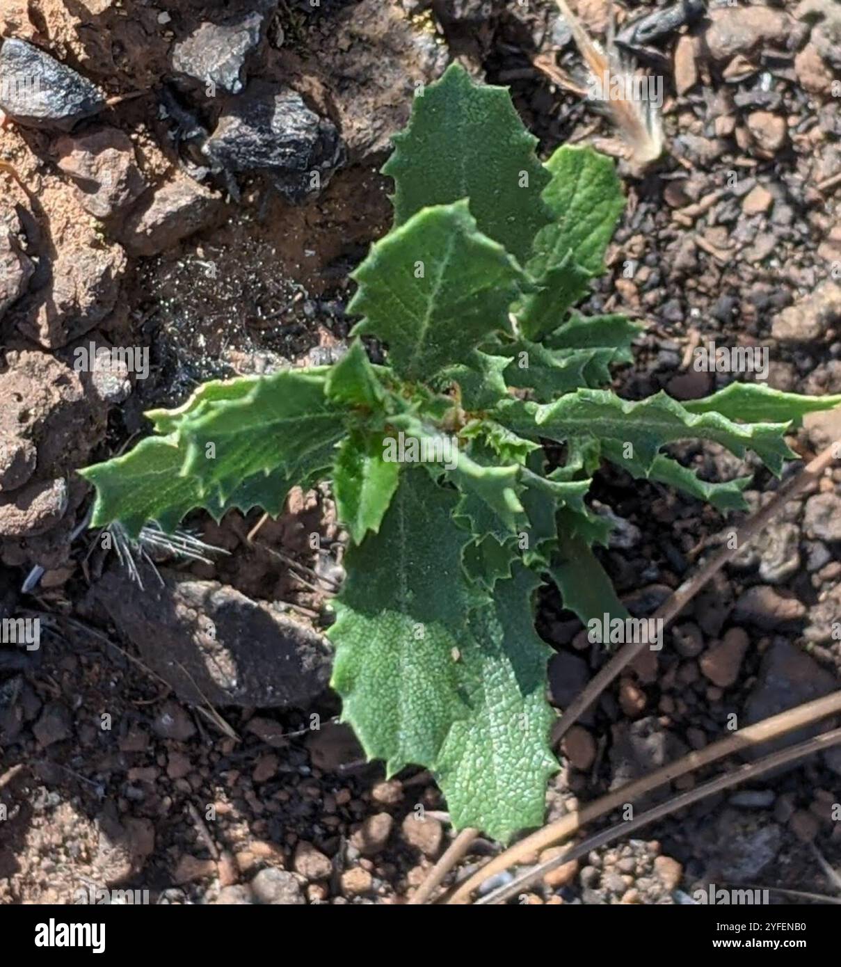 Mahala mat (Ceanothus prostratus Stock Photo - Alamy