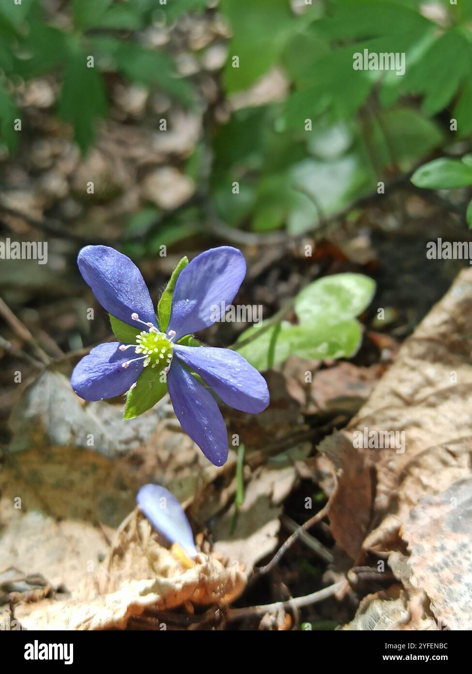 Liverleaf (Hepatica nobilis Stock Photo - Alamy