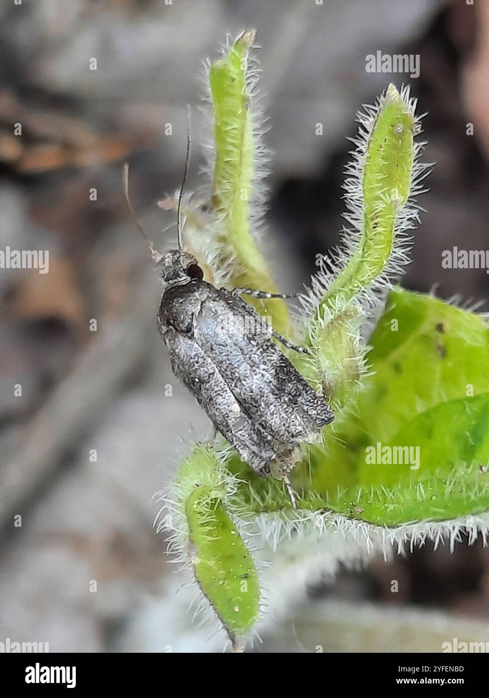 Curved-horn Moths (Gelechioidea Stock Photo - Alamy