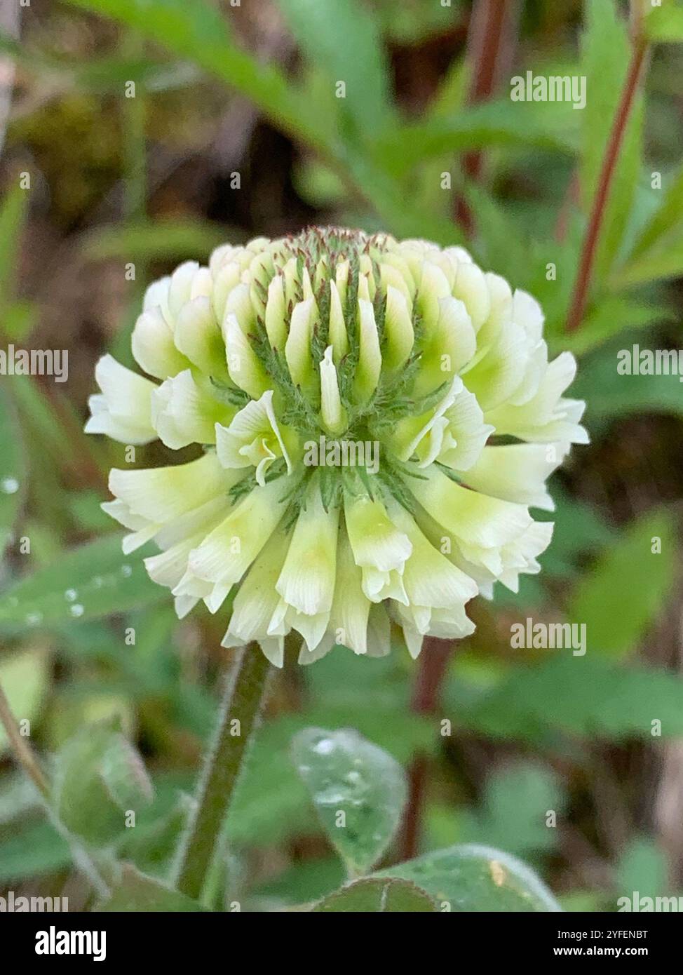 buffalo clover (Trifolium reflexum Stock Photo - Alamy