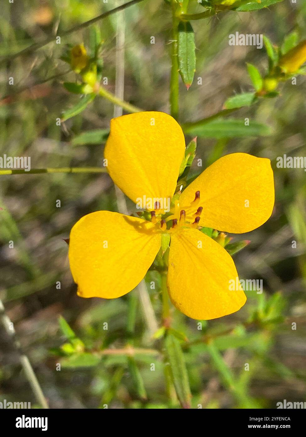 Rhexia lutea hi-res stock photography and images - Alamy