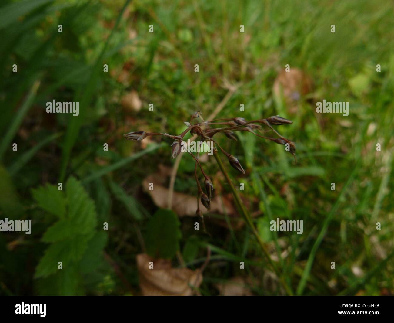 Hairy Woodrush (Luzula pilosa Stock Photo - Alamy