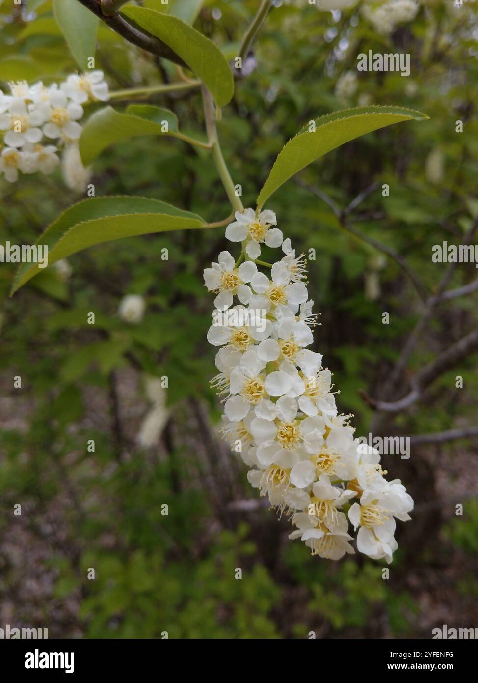 chokecherry (Prunus virginiana Stock Photo - Alamy