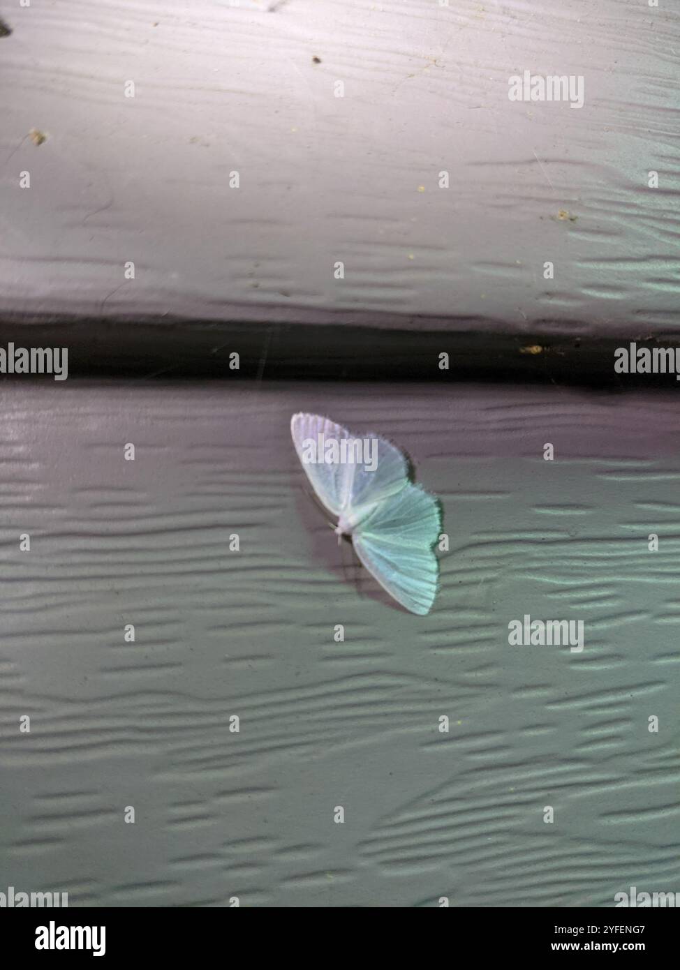 White Spring Moth (Lomographa vestaliata Stock Photo - Alamy