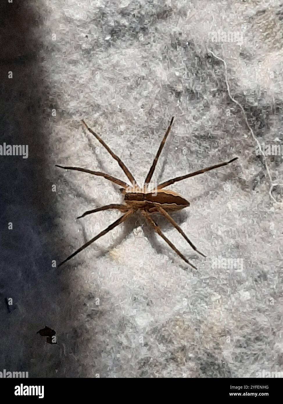 American Nursery Web Spider (Pisaurina mira Stock Photo - Alamy